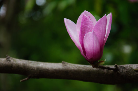 "Magnolia Flower Background" Images – Browse 115 Stock Photos, Vectors ...