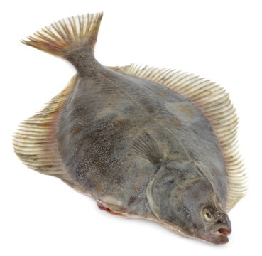 Flądra Images – Browse 50 Stock Photos, Vectors, and Video | Adobe Stock