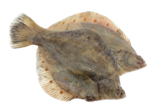 Flądra Images – Browse 50 Stock Photos, Vectors, and Video | Adobe Stock