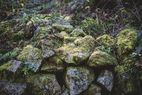 Muscus Bilder – Durchsuchen 66 Archivfotos, Vektorgrafiken und Videos ...