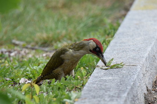 Erdspecht Bilder – Durchsuchen 150 Archivfotos, Vektorgrafiken und ...