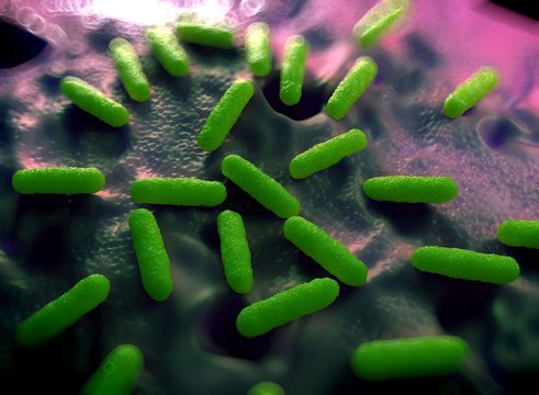 รูปภาพAcidophilic – เลือกดูภาพถ่ายสต็อก เวกเตอร์ และวิดีโอ143 | Adobe Stock