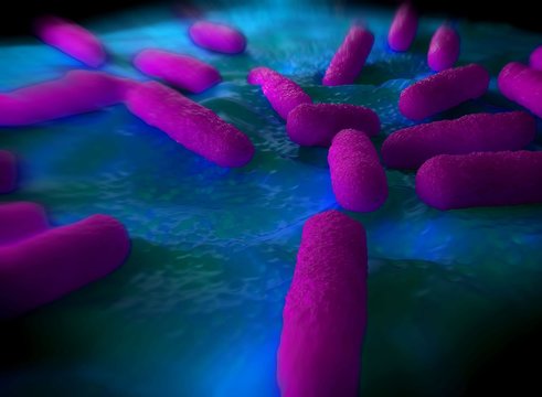 รูปภาพAcidophilic – เลือกดูภาพถ่ายสต็อก เวกเตอร์ และวิดีโอ143 | Adobe Stock