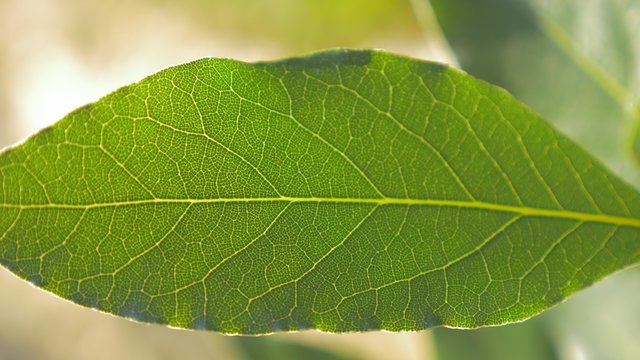 "Laurus Video Footage – Browse 142 HD Stock Video and Footage | Adobe Stock