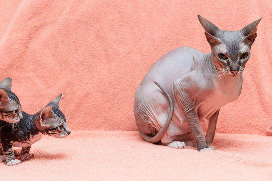 รูปภาพColtish – เลือกดูภาพถ่ายสต็อก เวกเตอร์ และวิดีโอ32,533 | Adobe Stock