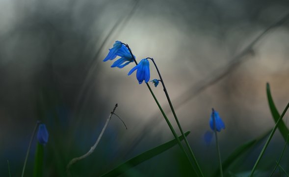 Twiling Bilder – Durchsuchen 124 Archivfotos, Vektorgrafiken und Videos ...