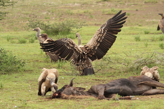 Aasgeier bilder – Bläddra bland 264 stockfoton, vektorer och videor ...