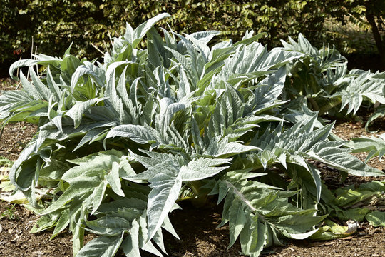 Cardoon Bilder – Durchsuchen 13,316 Archivfotos, Vektorgrafiken und ...