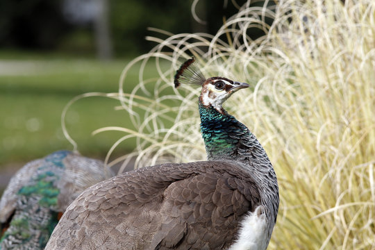 Ocelles Bilder – Durchsuchen 340 Archivfotos, Vektorgrafiken und Videos ...