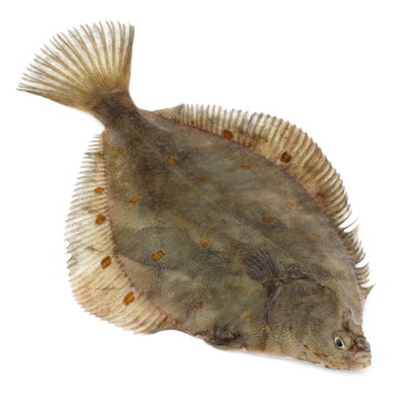 Flądra Images – Browse 50 Stock Photos, Vectors, and Video | Adobe Stock