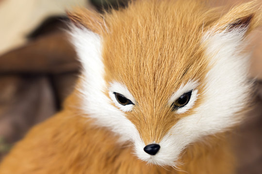 Baby Red Fox Pet