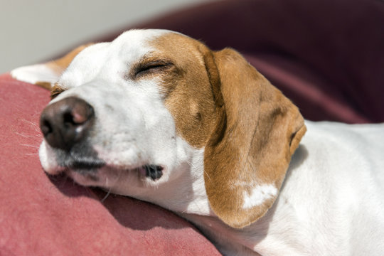 รูปภาพHaushund – เลือกดูภาพถ่ายสต็อก เวกเตอร์ และวิดีโอ5,592 | Adobe Stock