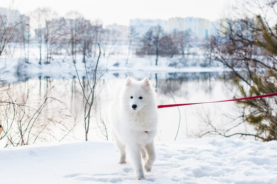 Sobaka Images – Browse 332 Stock Photos, Vectors, and Video | Adobe Stock