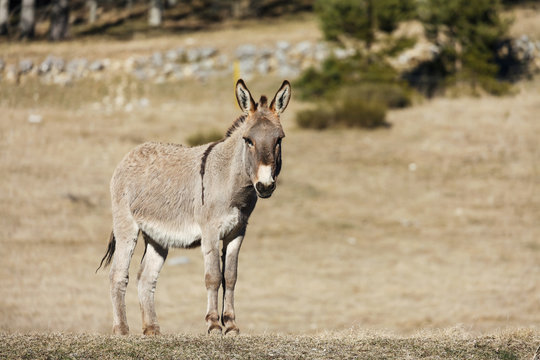 91 MEILLEURES Bourricot IMAGES, PHOTOS ET ILLUSTRATIONS VECTORIELLES ...
