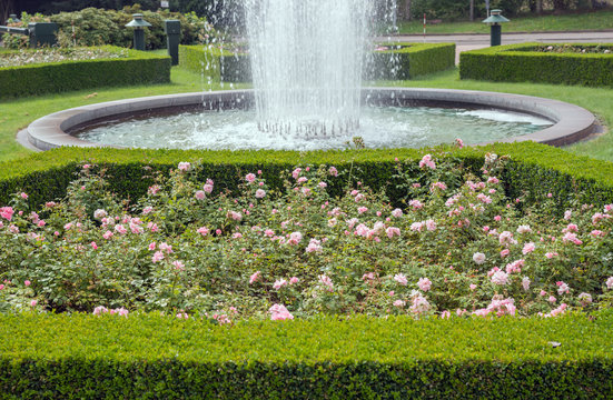 รูปภาพBuschrosen – เลือกดูภาพถ่ายสต็อก เวกเตอร์ และวิดีโอ156 | Adobe Stock