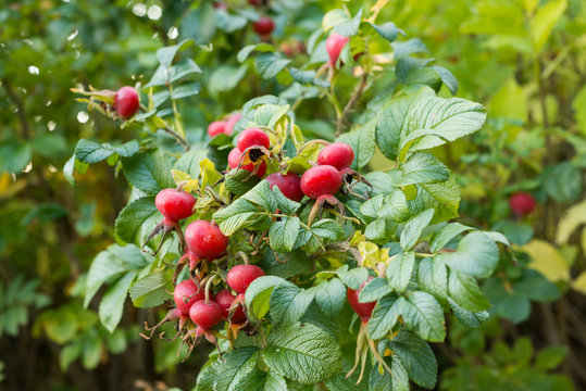 Hiffen bilder – Bläddra bland 323 stockfoton, vektorer och videor ...