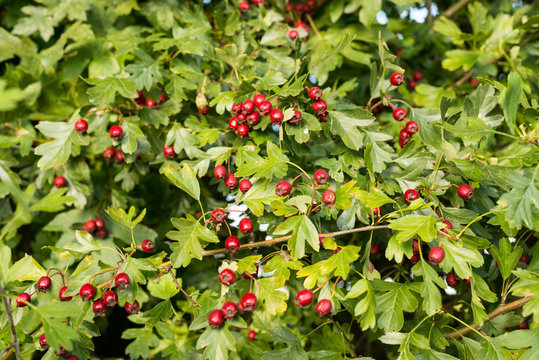 รูปภาพHiffen – เลือกดูภาพถ่ายสต็อก เวกเตอร์ และวิดีโอ326 | Adobe Stock