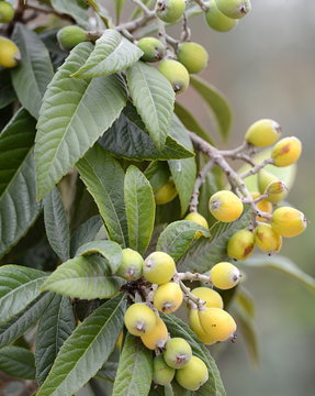 Bibasse Images – Parcourir 101 le catalogue de photos, vecteurs et ...