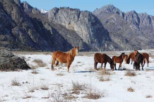 รูปภาพCaple – เลือกดูภาพถ่ายสต็อก เวกเตอร์ และวิดีโอ90 | Adobe Stock