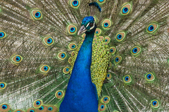 รูปภาพPavoni – เลือกดูภาพถ่ายสต็อก เวกเตอร์ และวิดีโอ200 | Adobe Stock