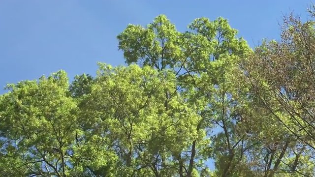Wind Blowing Trees In Forest