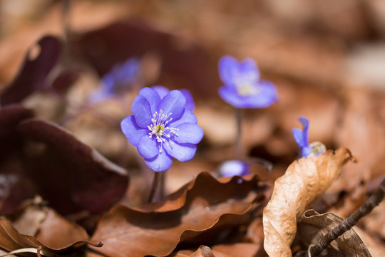 "Violette Blume"-Bilder: Stock-Fotos & -Videos. | Adobe Stock