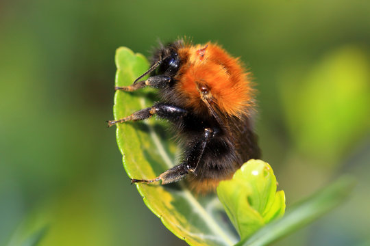 รูปภาพBombus – เลือกดูภาพถ่ายสต็อก เวกเตอร์ และวิดีโอ192,666 | Adobe Stock