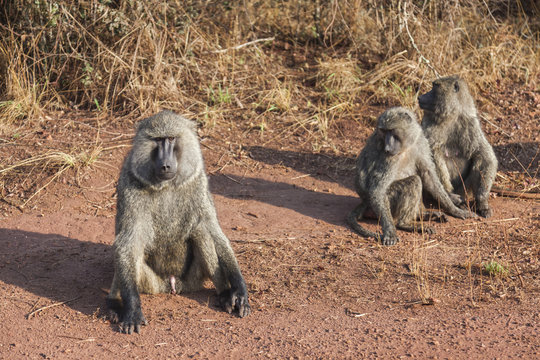 Babun Bilder – Durchsuchen 17 Archivfotos, Vektorgrafiken und Videos ...