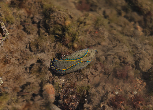 Anaspidea Bilder – Durchsuchen 689 Archivfotos, Vektorgrafiken und ...