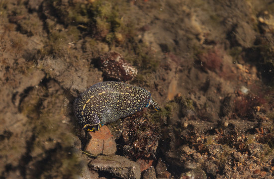 Anaspidea Bilder – Durchsuchen 689 Archivfotos, Vektorgrafiken und ...