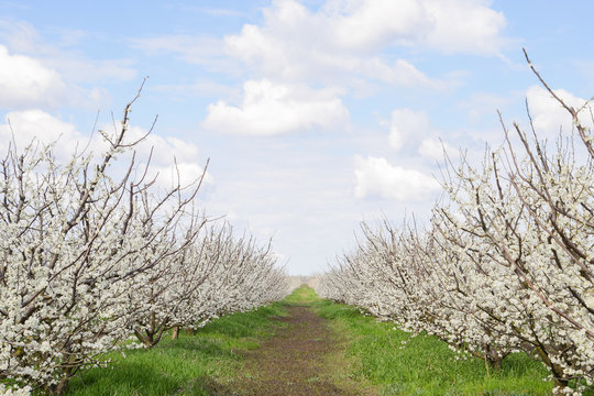 "Flowering Plum" Images – Browse 1,820 Stock Photos, Vectors, and Video ...