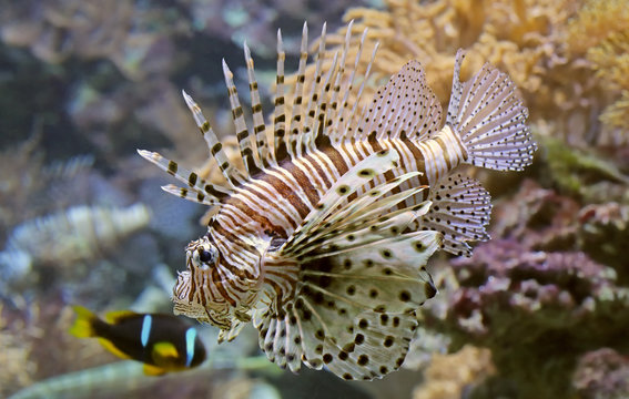 Tigerfish Billeder – Gennemse 431 stockfotos, vektorer og videoer ...
