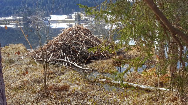 Biberbau Bilder – Durchsuchen 3,579 Archivfotos, Vektorgrafiken und ...