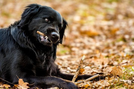 Keenai Images – Browse 38 Stock Photos, Vectors, and Video | Adobe Stock