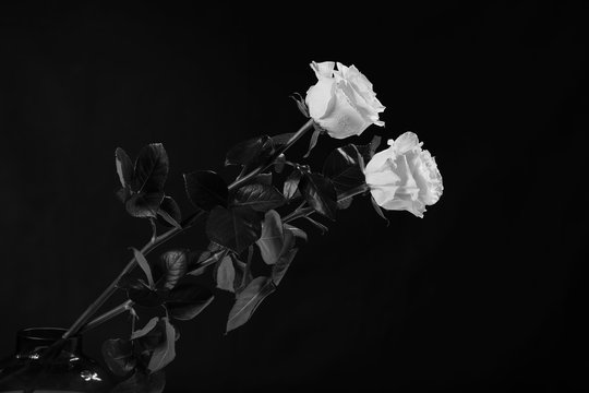 White Rose With Black Background