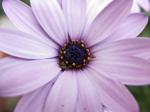 Lilla bilder – Bläddra bland 5,777 stockfoton, vektorer och videor ...