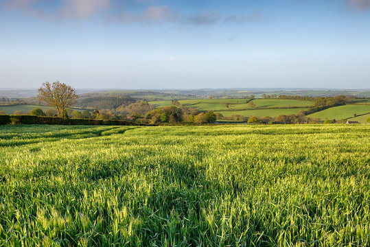 Callington Images – Browse 50 Stock Photos, Vectors, and Video | Adobe ...