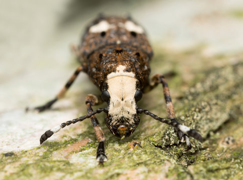 Anthribidae - Images et vidéos libres de droits | Adobe Stock