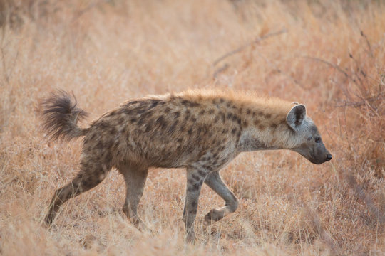 Hyena bilder – Bläddra bland 29,816 stockfoton, vektorer och videor ...