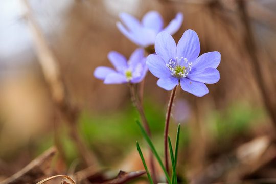 Leberblume Images – Browse 88 Stock Photos, Vectors, and Video | Adobe ...