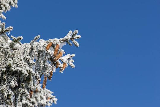 Fichtenbaum Billeder – Gennemse 195 stockfotos, vektorer og videoer ...