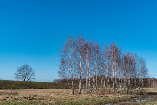 รูปภาพBirch-Trees – เลือกดูภาพถ่ายสต็อก เวกเตอร์ และวิดีโอ105 | Adobe Stock