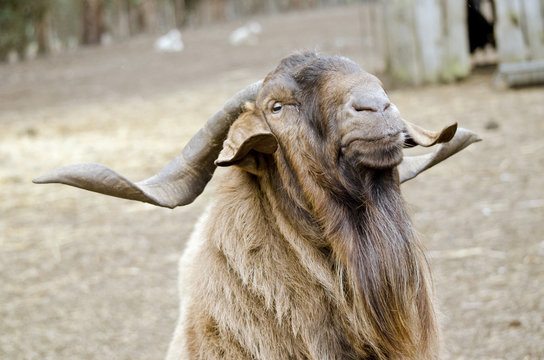 รูปภาพ"Billy Goat" – เลือกดูภาพถ่ายสต็อก เวกเตอร์ และวิดีโอ52,528 ...