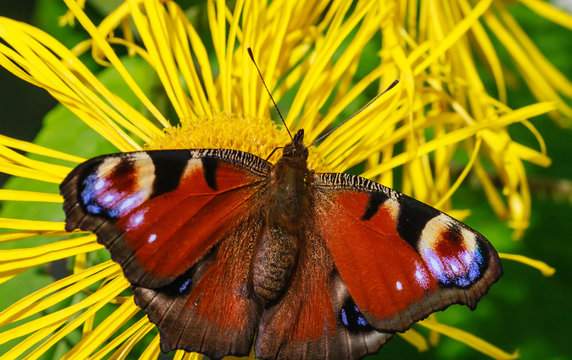 รูปภาพNard – เลือกดูภาพถ่ายสต็อก เวกเตอร์ และวิดีโอ21,501 | Adobe Stock