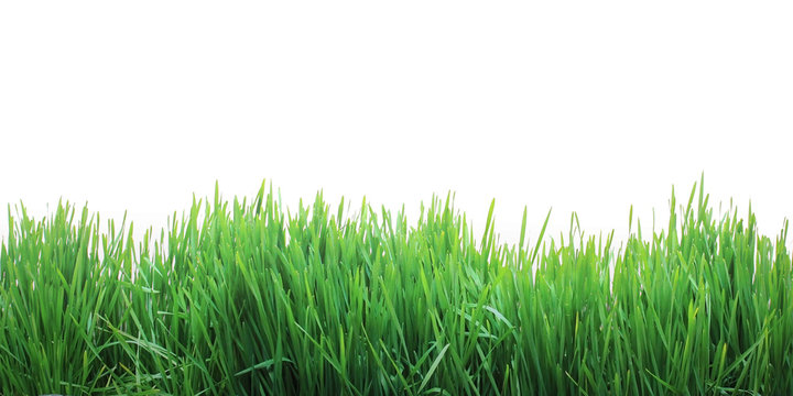 Grass No Background Images – Browse 24,746 Stock Photos, Vectors, and ...