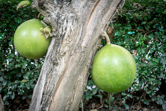 Totuma Images – Browse 38 Stock Photos, Vectors, and Video | Adobe Stock