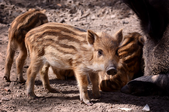 Baby Boar Botan