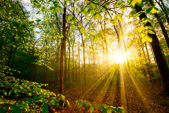 Äsen Bilder – Durchsuchen 47,711 Archivfotos, Vektorgrafiken und Videos ...