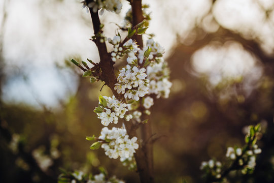 รูปภาพMirabellenbaum – เลือกดูภาพถ่ายสต็อก เวกเตอร์ และวิดีโอ219 ...