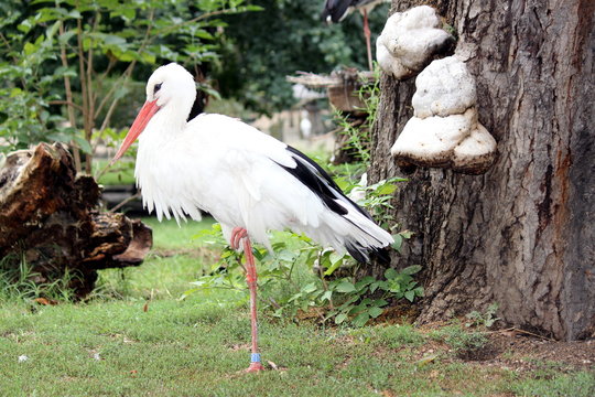รูปภาพCicogna – เลือกดูภาพถ่ายสต็อก เวกเตอร์ และวิดีโอ1,722 | Adobe Stock
